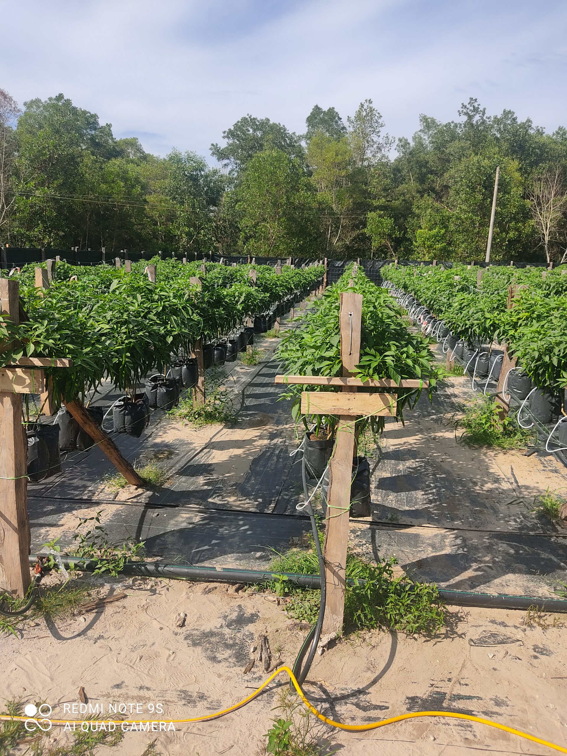 Pagar kebun sayur – pagar kebun