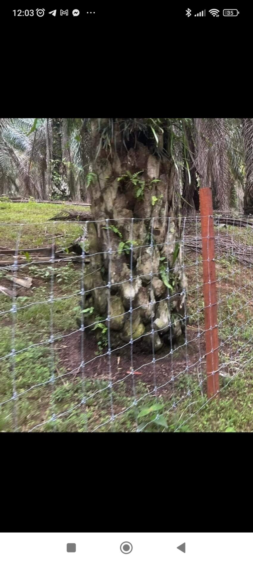 Contoh Pagar Kebun sawit – pagar kebun