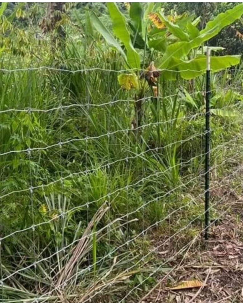 Pagar Kebun – pagar cyclone